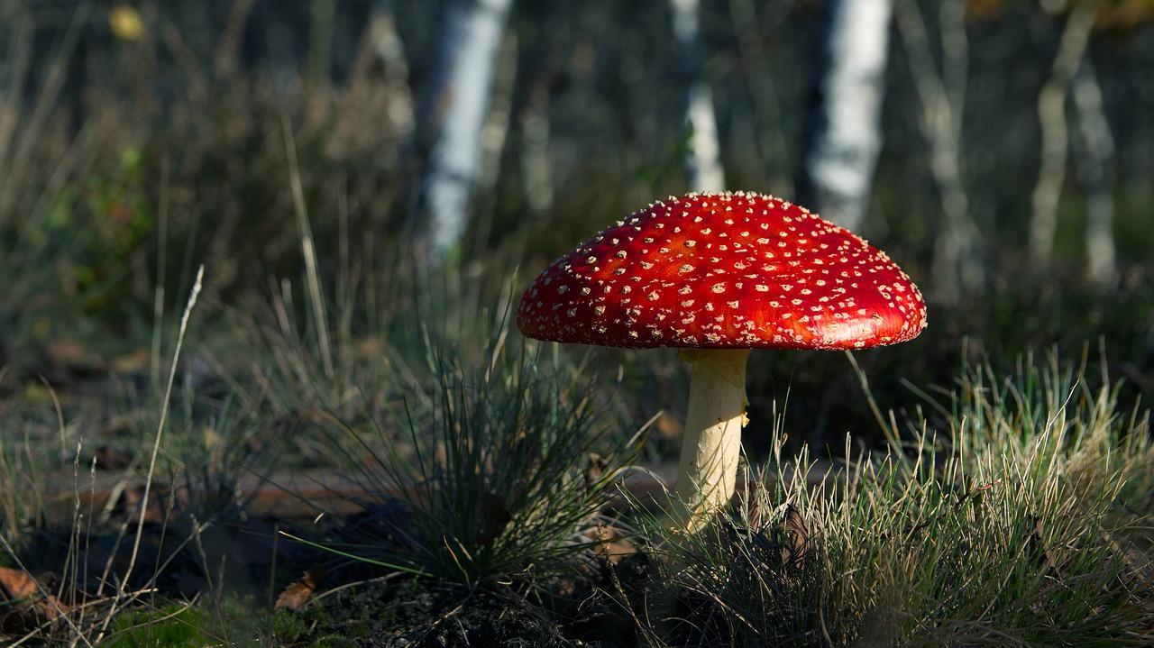 Fliegenpilz kaufen | Online Shop | Amanita Muscaria | DE